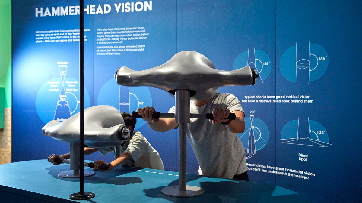 Touring exhibition: Sharks - The Australian Museum