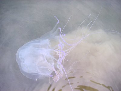 Box Jellyfish - The Australian Museum