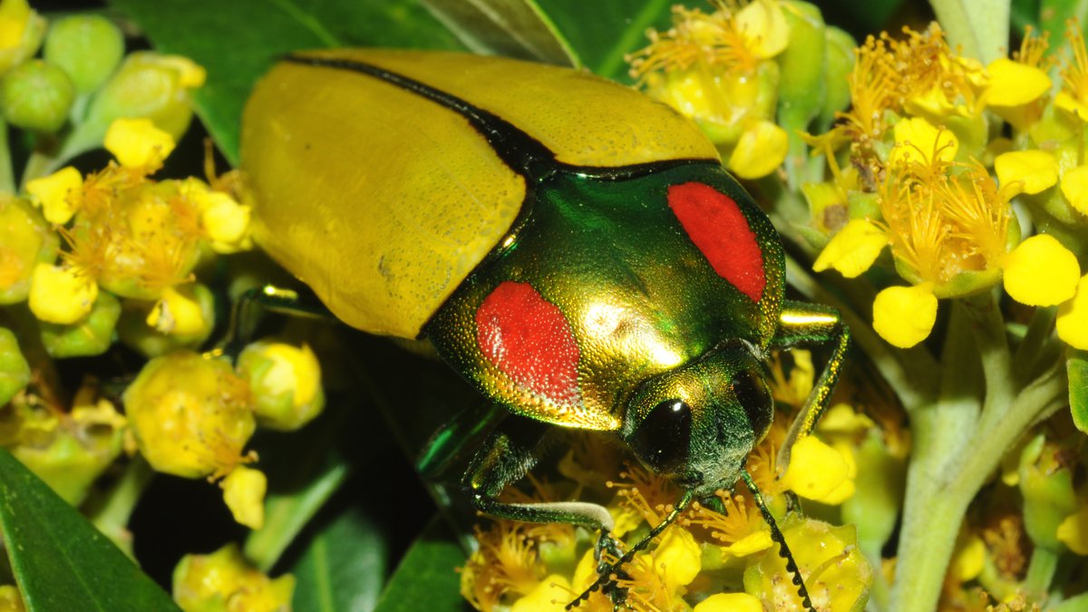 The Flowering of Australia’s Rainforests - The Australian Museum Blog