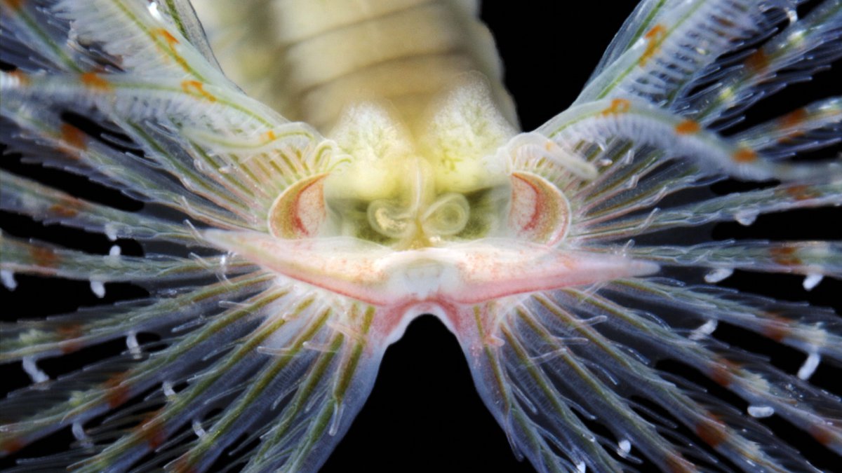Wonderful Worms around the World: Celebrating International Polychaete ...