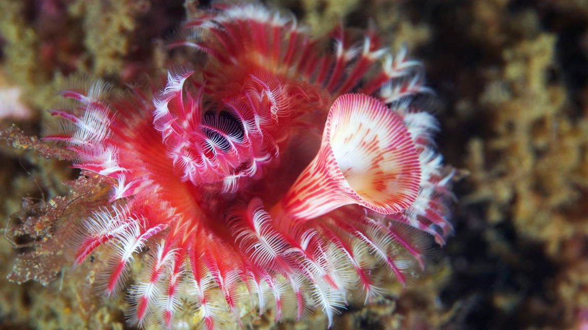 Wonderful Worms around the World: Celebrating International Polychaete ...