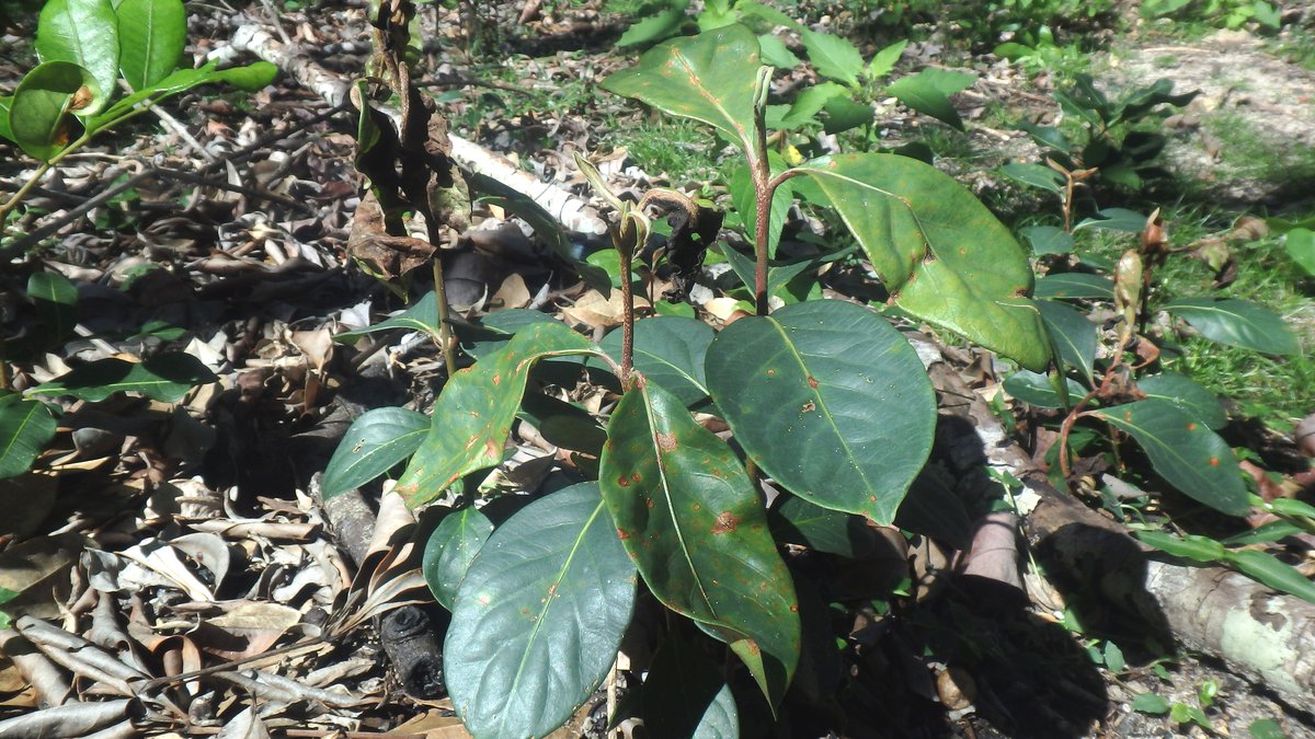The Flowering of Australia’s Rainforests - The Australian Museum Blog The Flowering of Australia’s Rainforests - The Australian Museum Blog