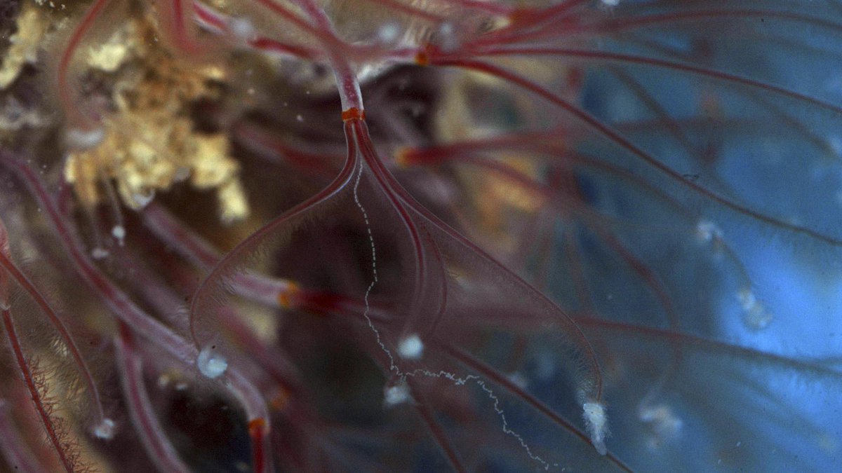 Wonderful Worms around the World: Celebrating International Polychaete ...