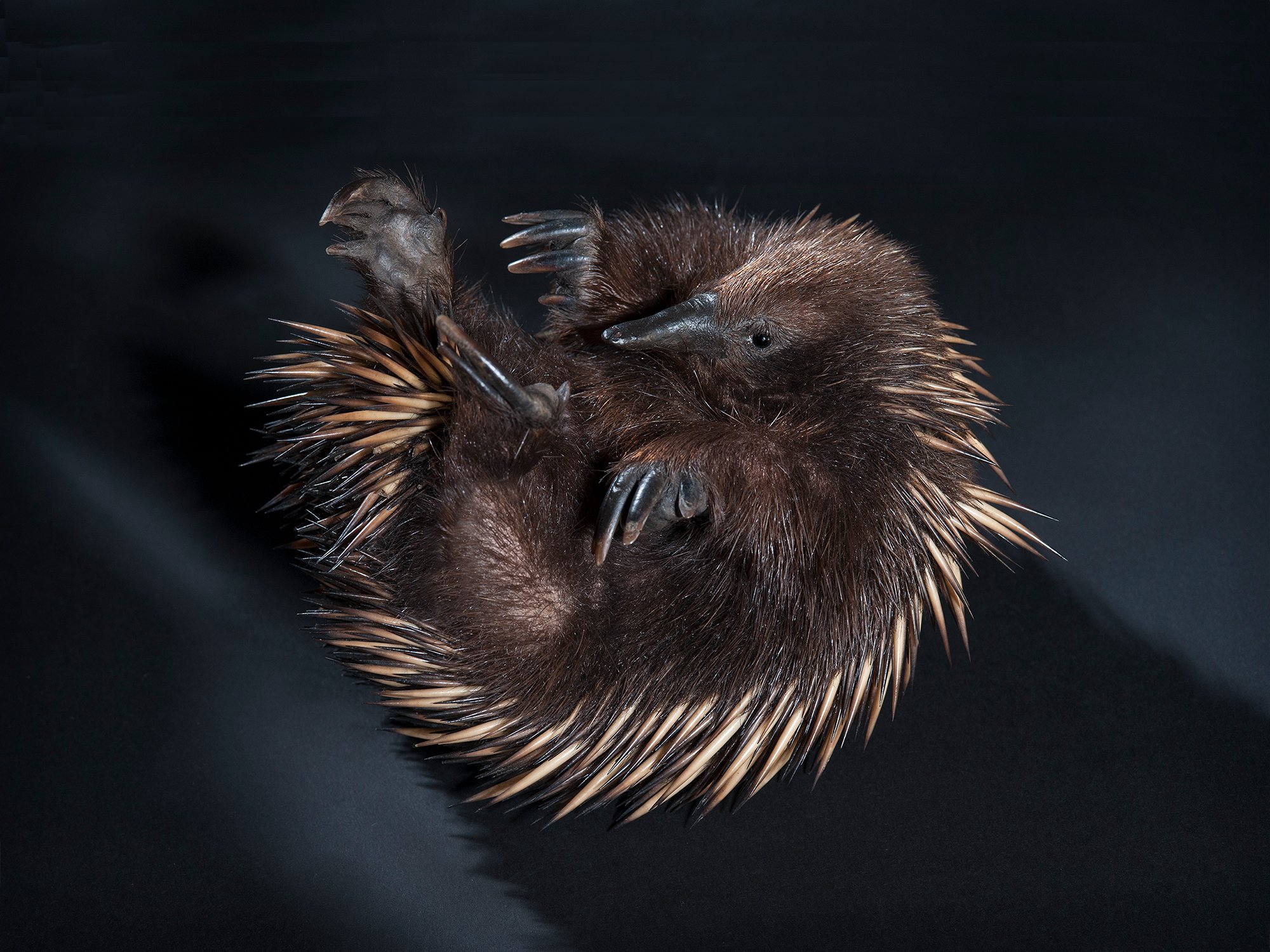 Mammals - The Australian Museum