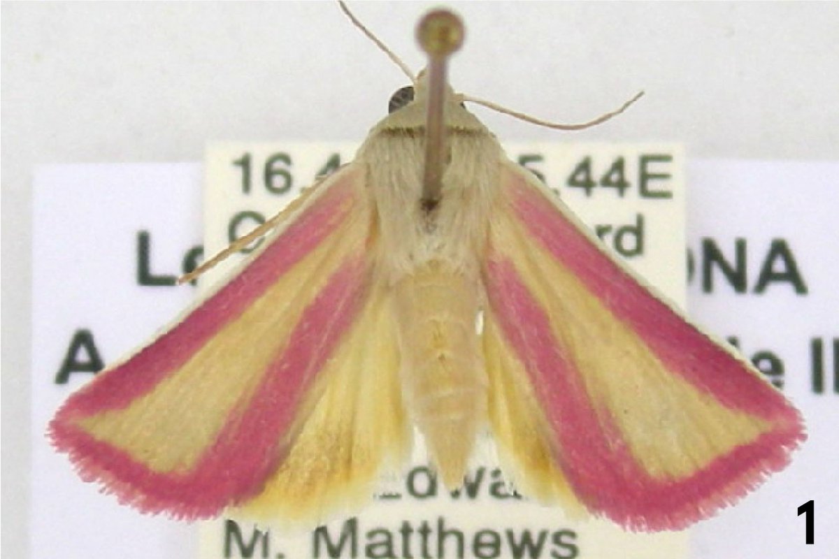 DNA barcoding - The Australian Museum