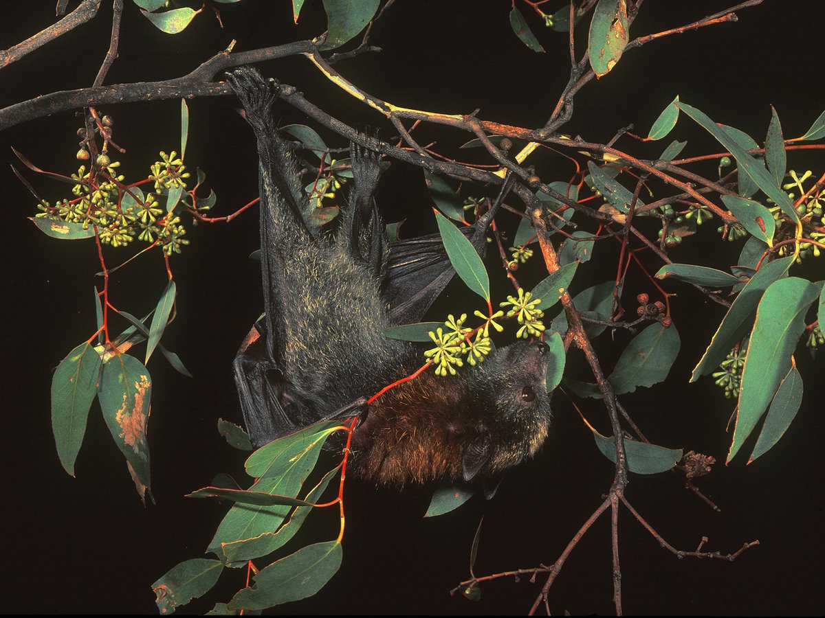 Australian Bats - The Australian Museum