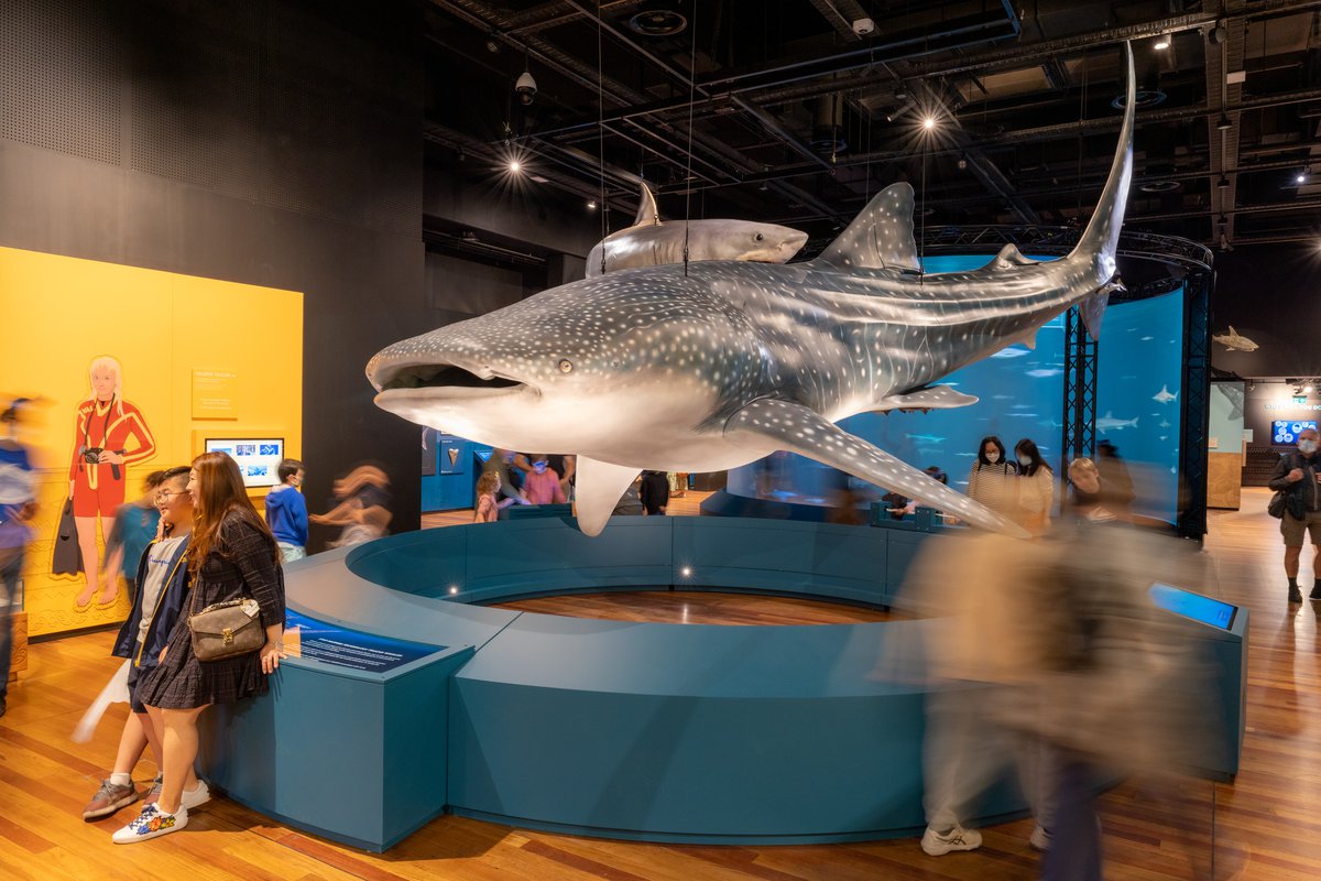 Sharks: The power of pure visual presence - The Australian Museum Blog