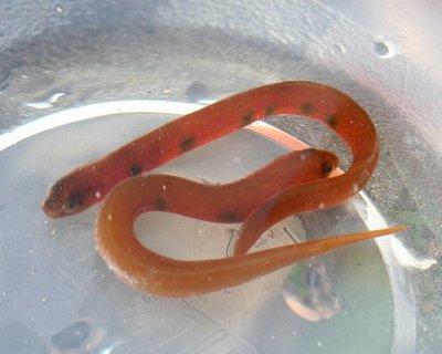 Common Shore Eels, Alabes dorsalis - The Australian Museum