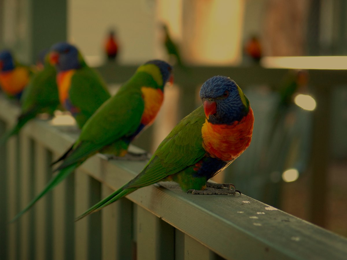 Animal factsheets - The Australian Museum