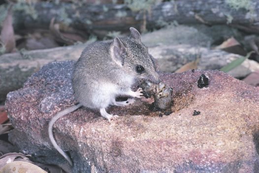 All credit to Krefft: Gerard Krefft’s invisible new species of dunnart ...