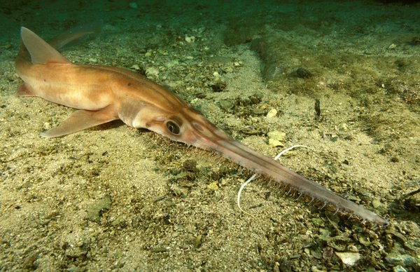 What is a shark? - The Australian Museum