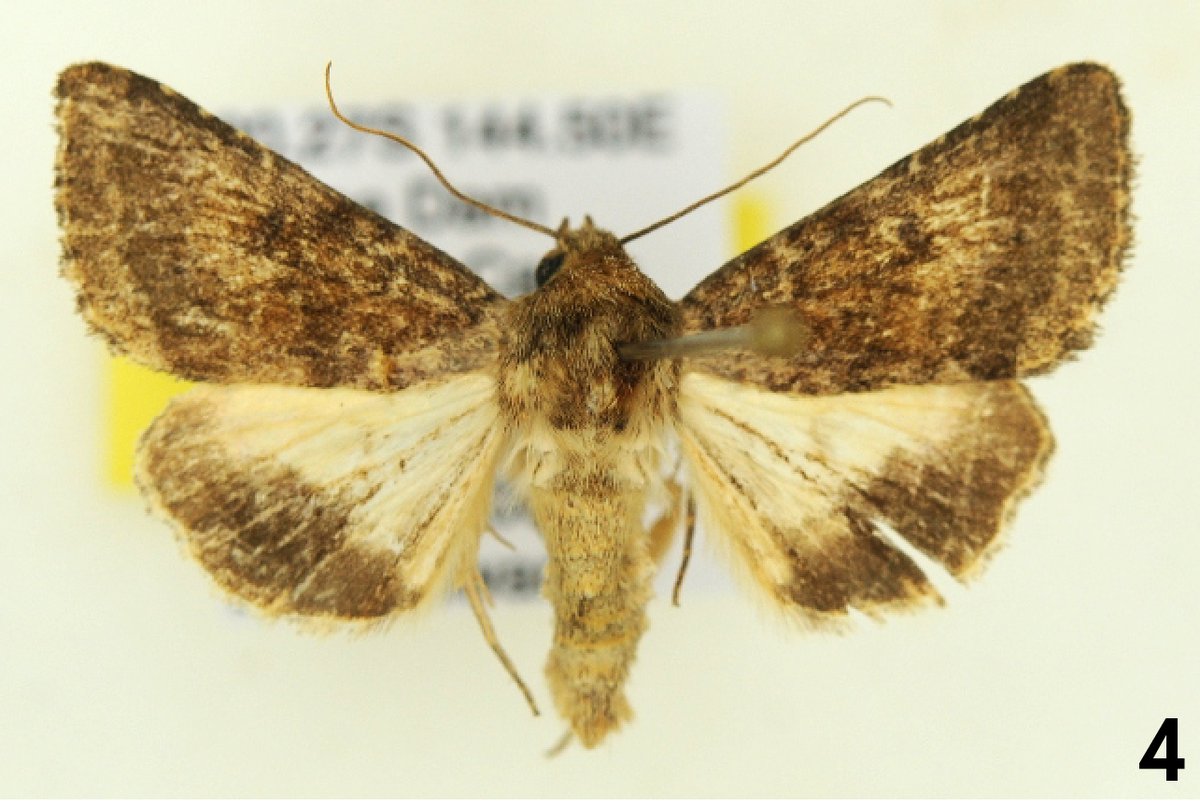 DNA barcoding - The Australian Museum