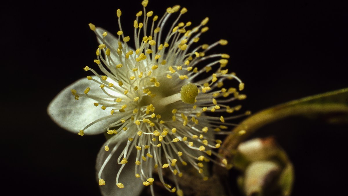 The Flowering of Australia’s Rainforests - The Australian Museum Blog The Flowering of Australia’s Rainforests - The Australian Museum Blog