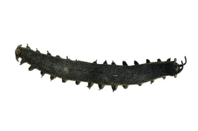 Velvet worm - The Australian Museum