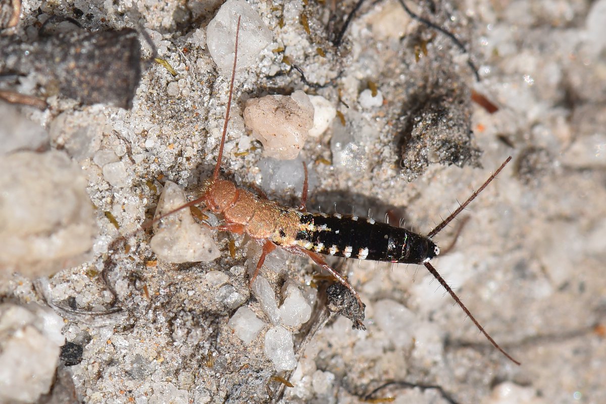 The world’s most colourful silverfish! - The Australian Museum Blog