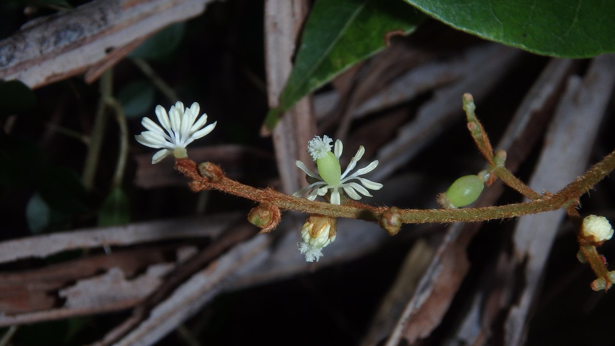 The Flowering of Australia’s Rainforests - The Australian Museum Blog