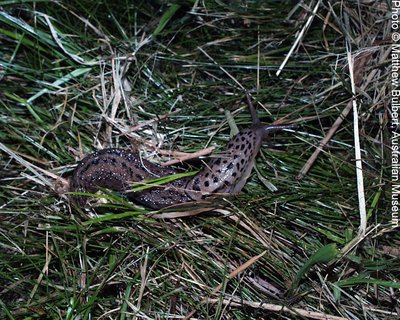 Leopard Slug - The Australian Museum