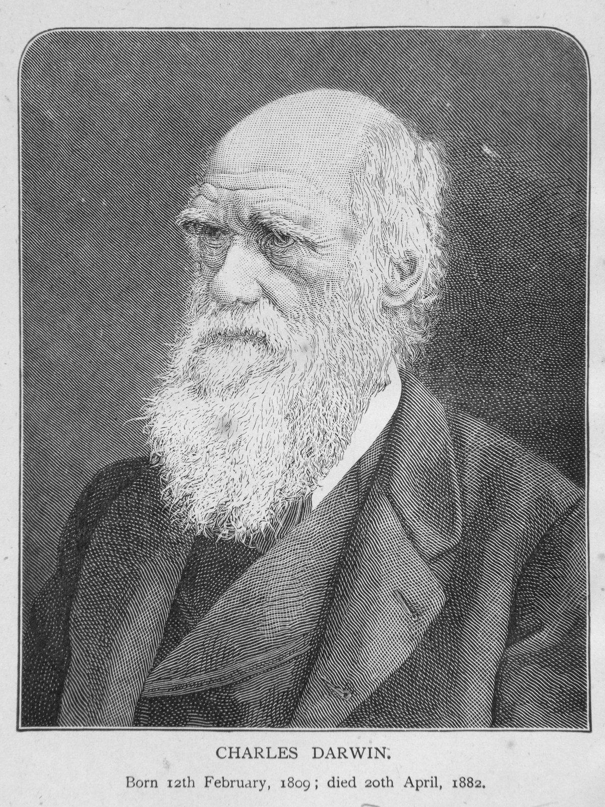 Capitalism, Cities and the Theory of Evolution - The Australian Museum Blog