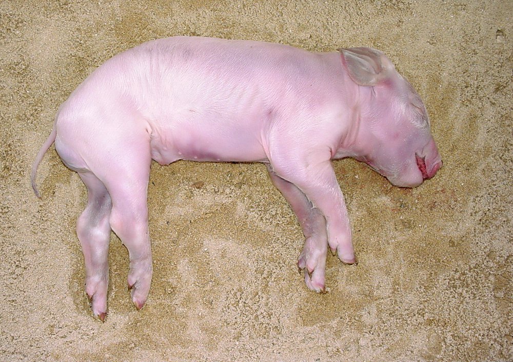 Stages of decomposition - The Australian Museum