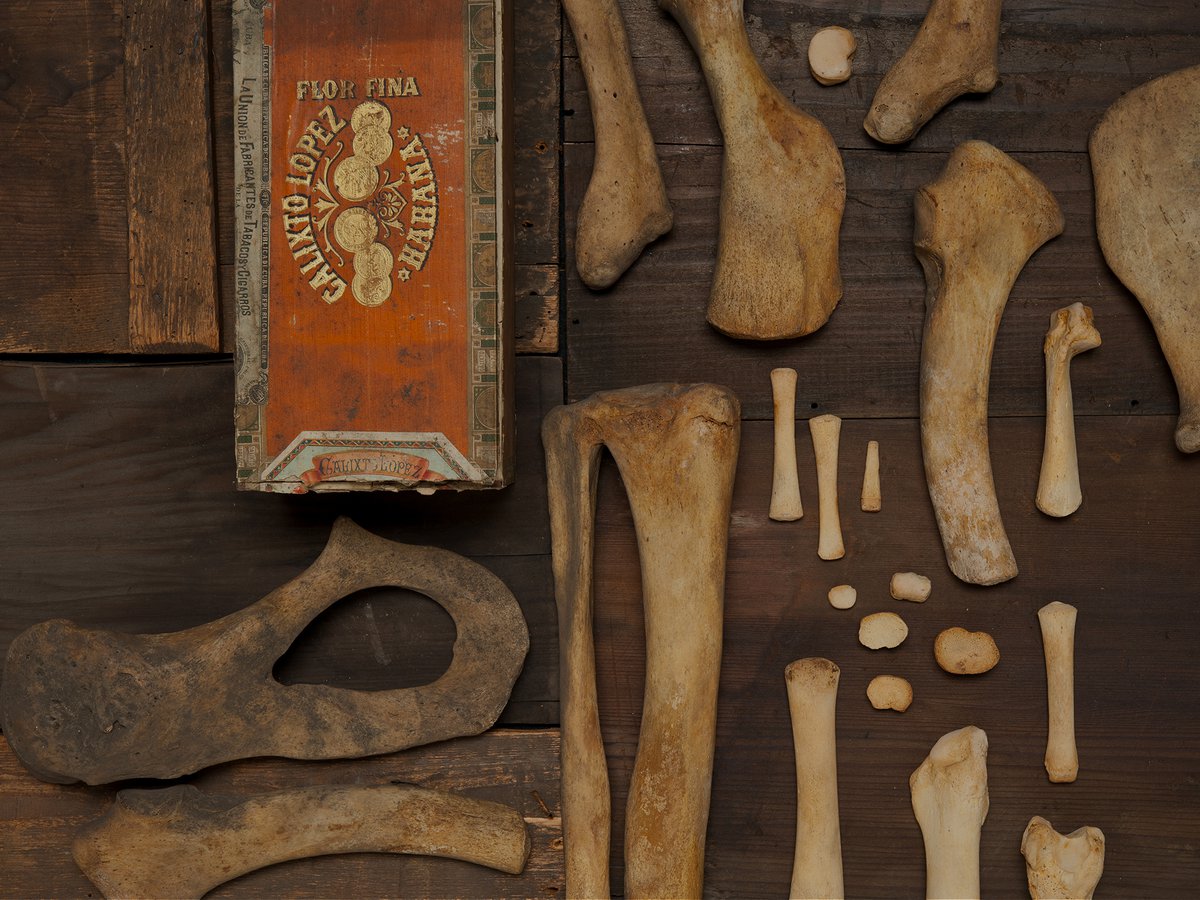 Jigsaw: Sea lion bones - The Australian Museum