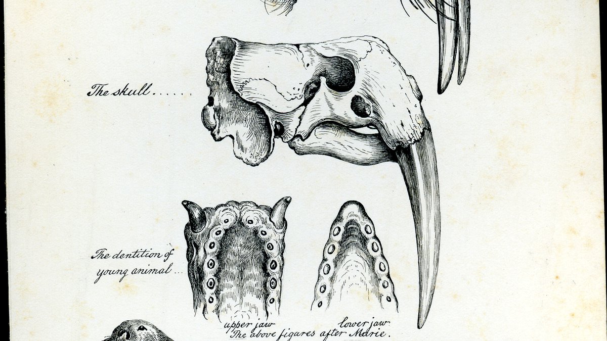 The Scott sisters collection of scientific illustrations