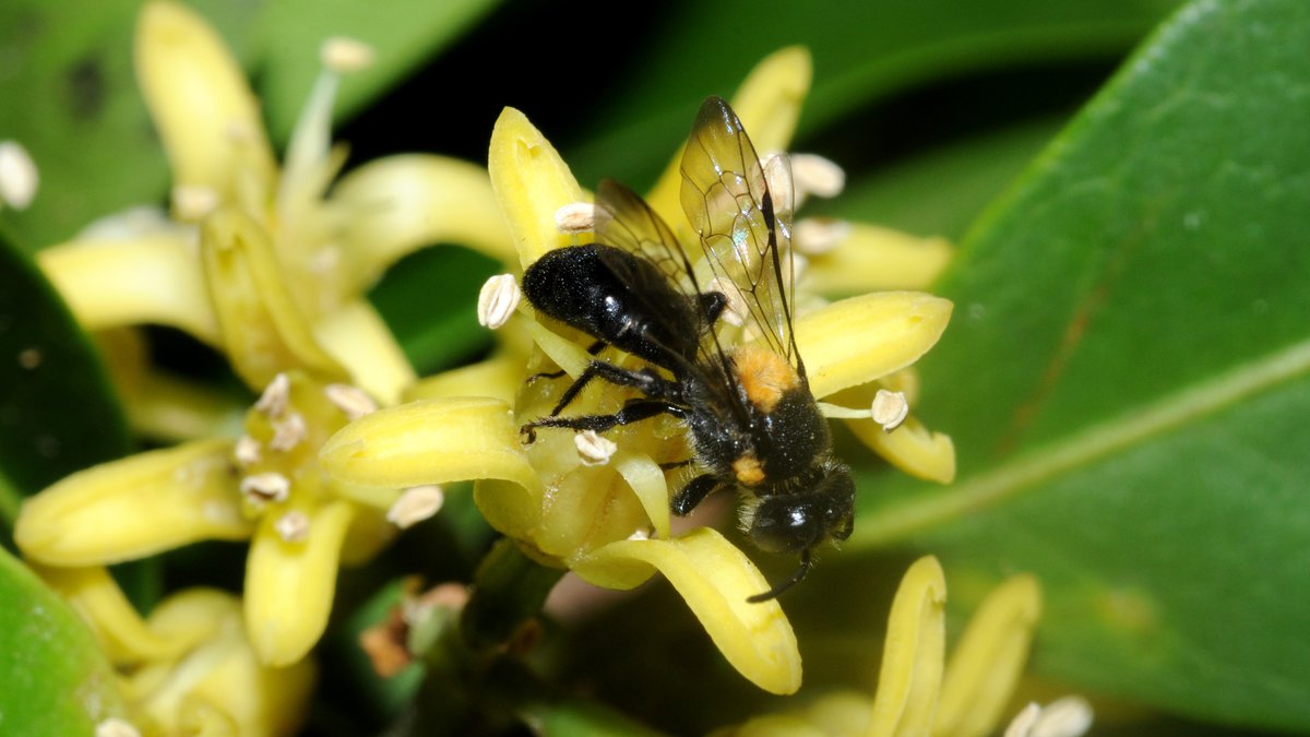 The Flowering of Australia’s Rainforests - The Australian Museum Blog The Flowering of Australia’s Rainforests - The Australian Museum Blog
