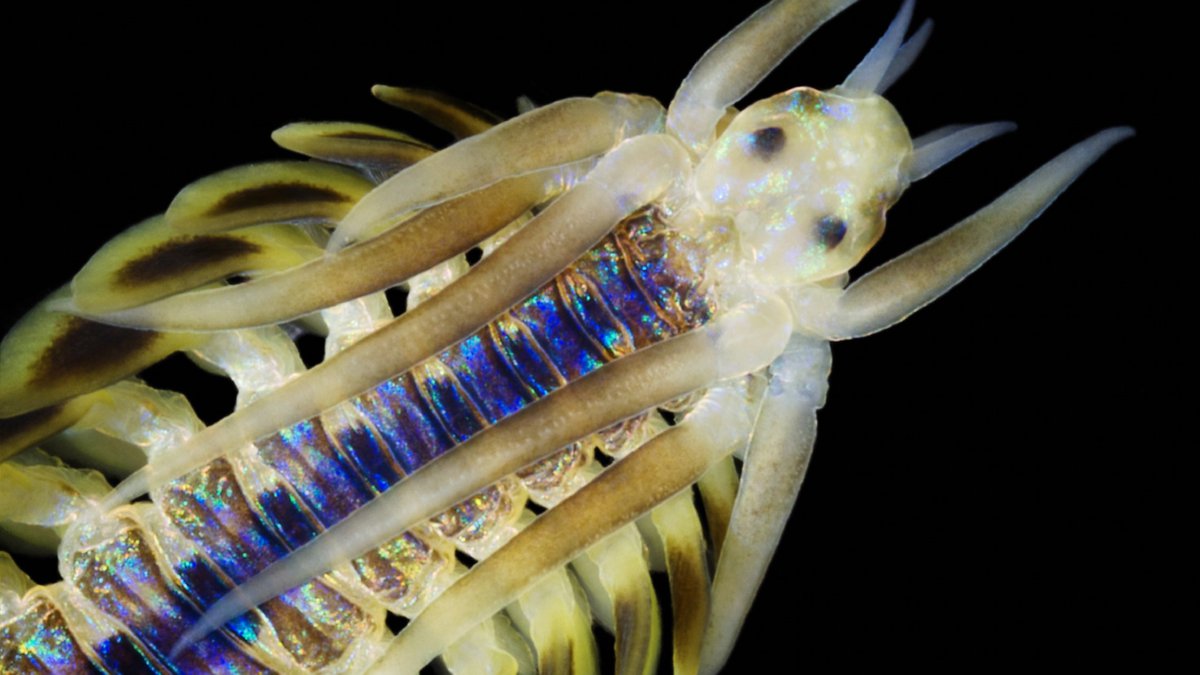 Wonderful Worms around the World: Celebrating International Polychaete ...