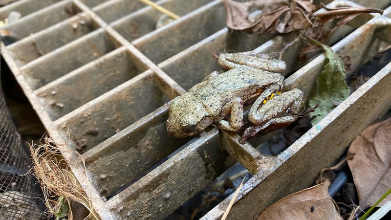 Frogs need your help again this winter - The Australian Museum Blog