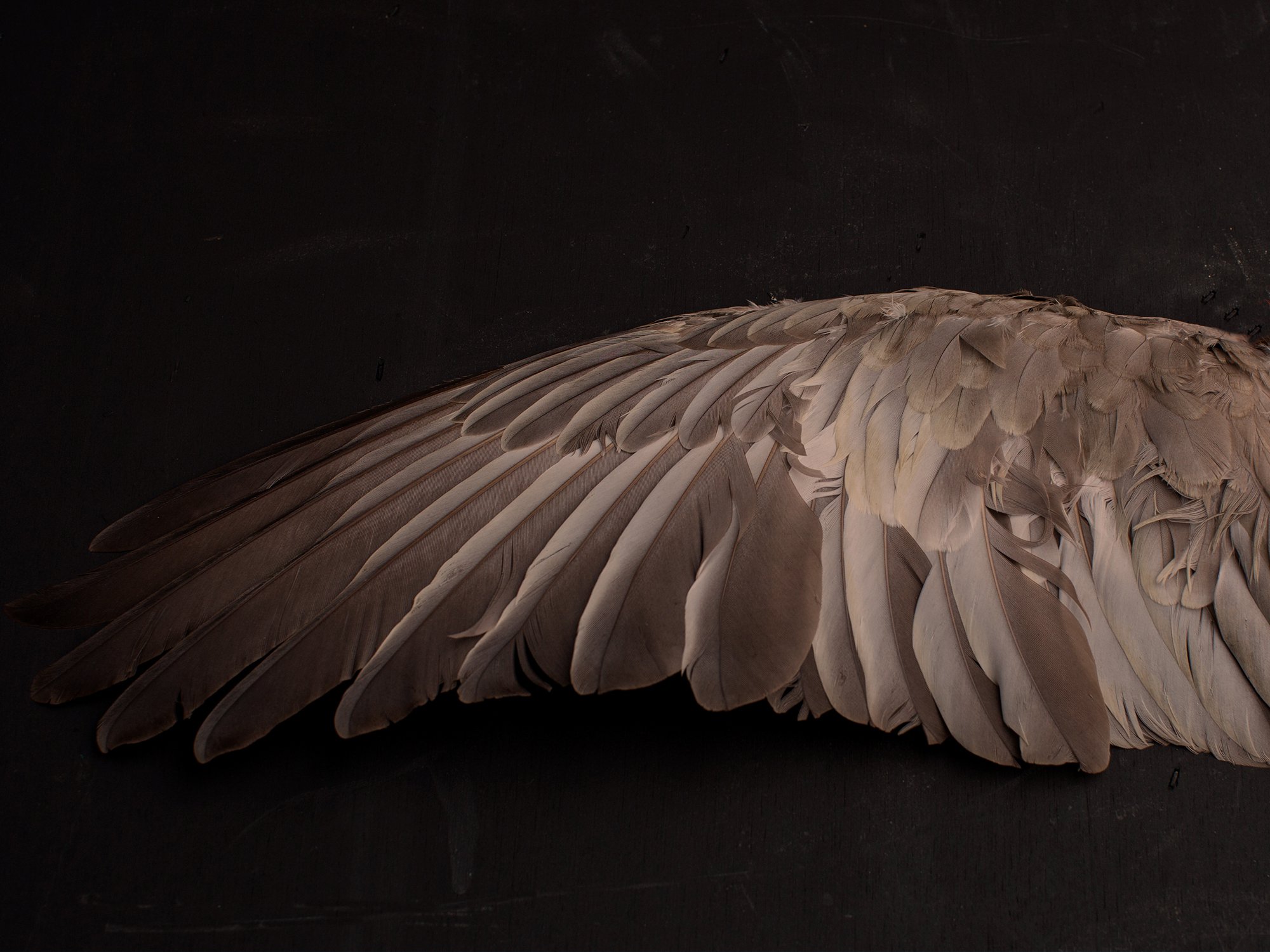 Birds - The Australian Museum