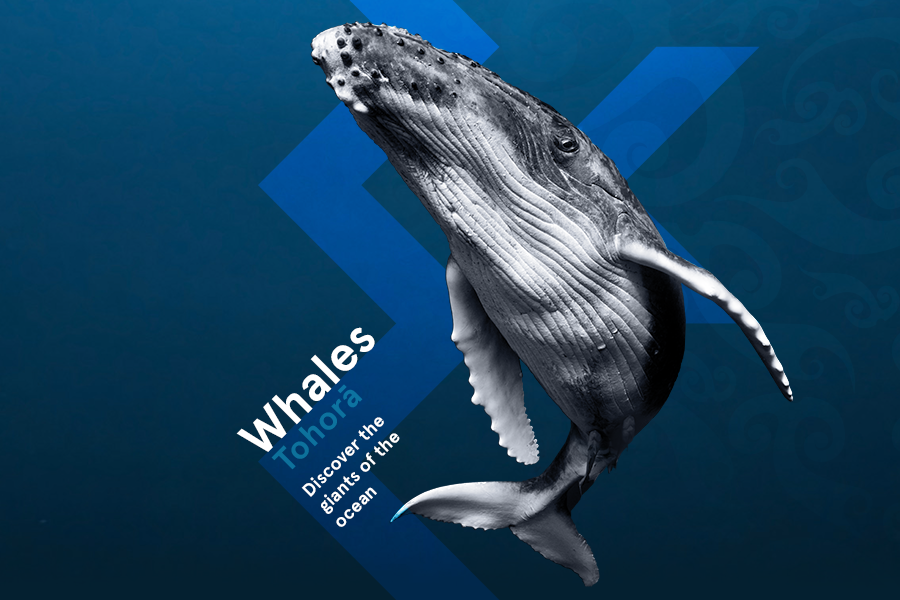 Whales | Tohorā — Discover the giants of the ocean - The Australian Museum