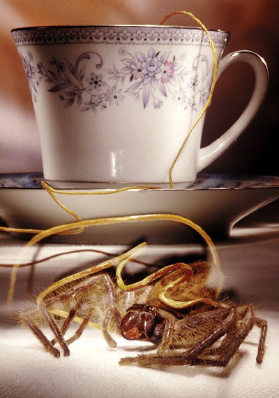 Gordian Worms - The Australian Museum