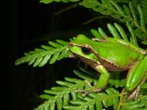 FrogID - The Australian Museum