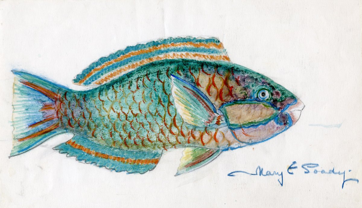 Mary Soady - remembering an overlooked artist - The Australian Museum Blog