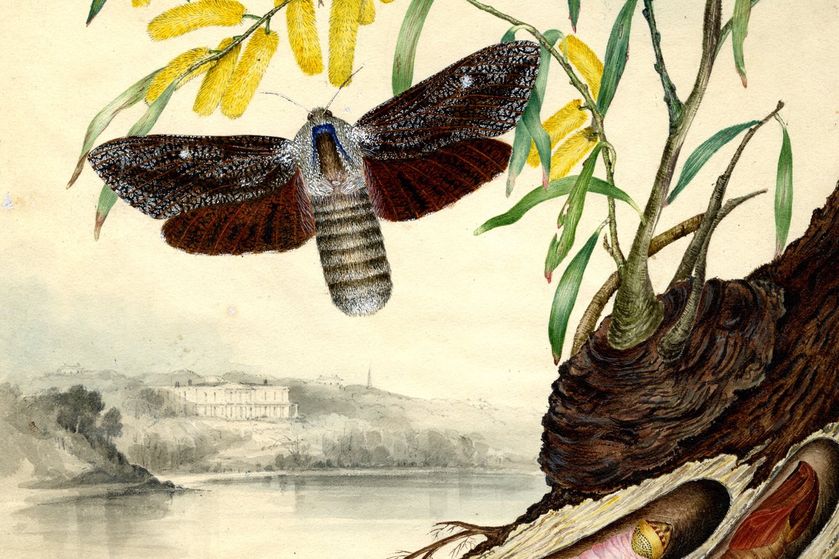 The Scott sisters collection of scientific illustrations