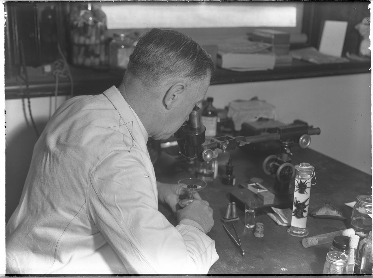 Anthony Musgrave (1895-1959) - The Australian Museum