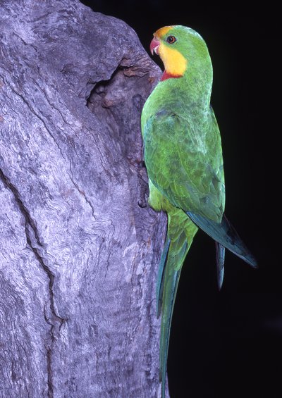 Superb Parrot - The Australian Museum