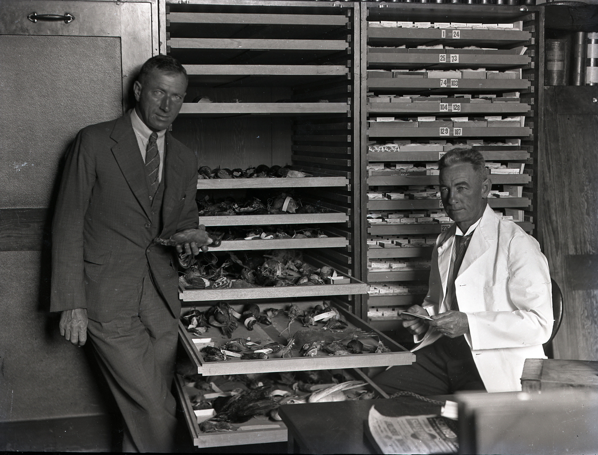 1940s: The Australian Museum - Breaking Out - The Australian Museum Blog