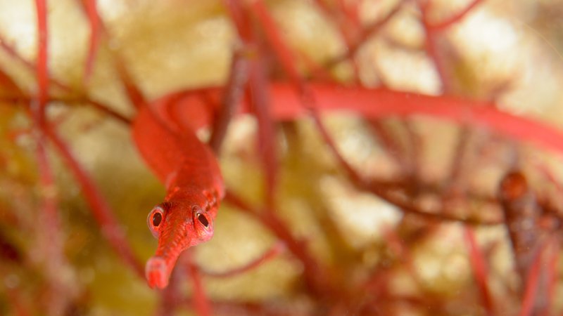 Meet the spectacular Red Wide-bodied Pipefish: Australia's newest ...