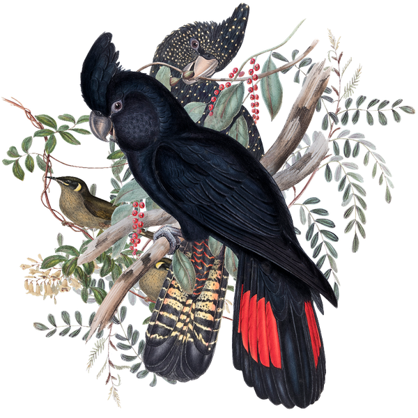 Touring installation: The Birds of Australia STORYBOX - The Australian Museum