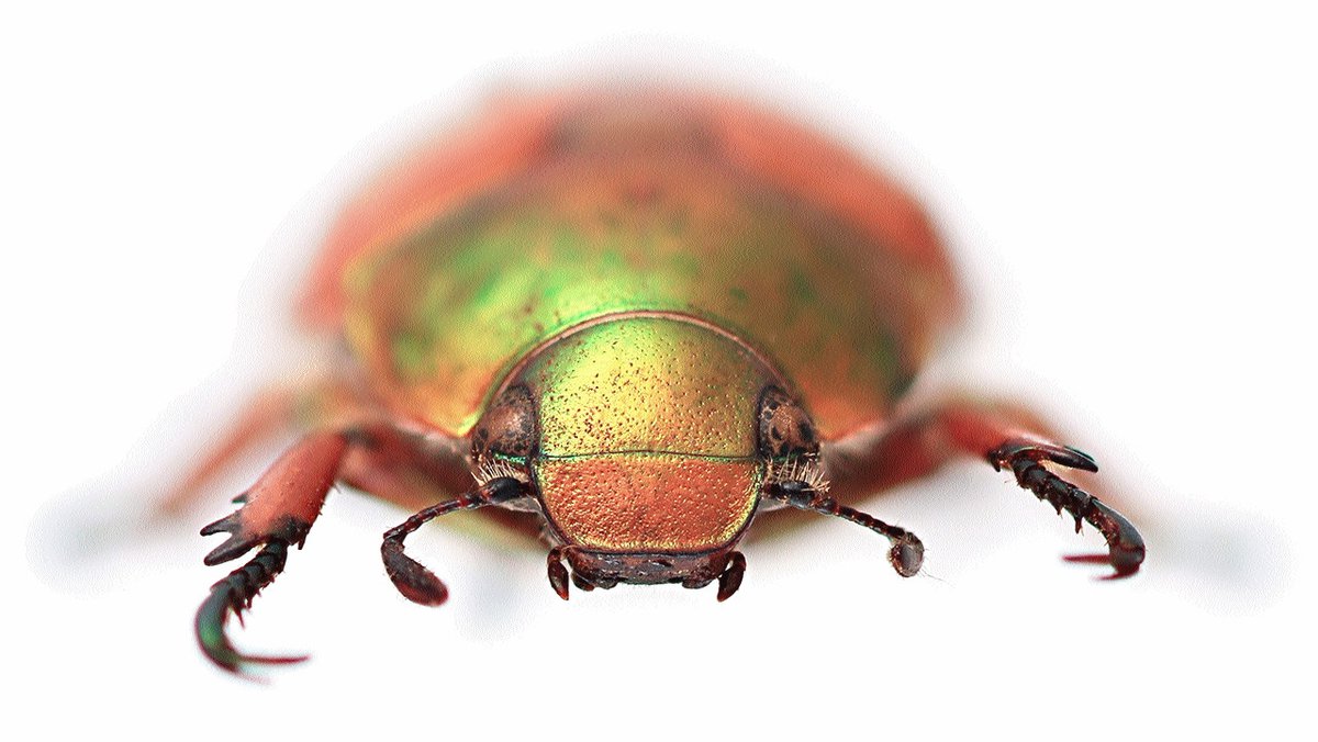 Christmas Beetle Lucid Key - The Australian Museum