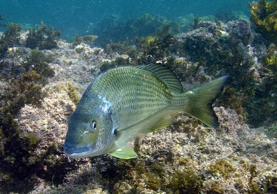 Yellowfin Bream, Acanthopagrus australis (Owen, 1853) - The Australian ...