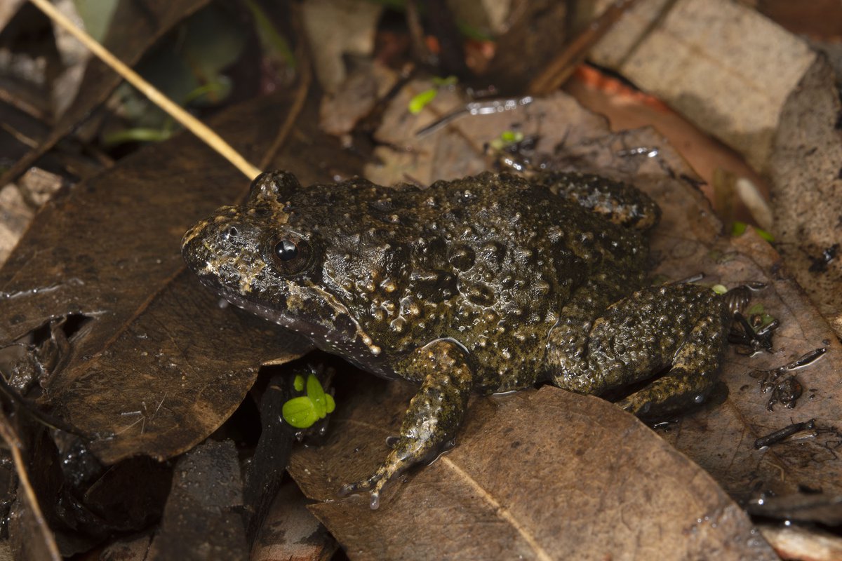 A tiny frog with tusks rediscovered on the New England Tablelands and ...