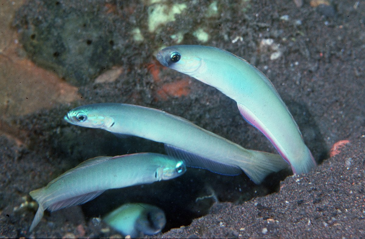 Microdesmidae - Dartfishes - The Australian Museum