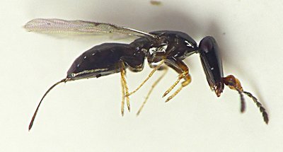 Fig wasps - The Australian Museum