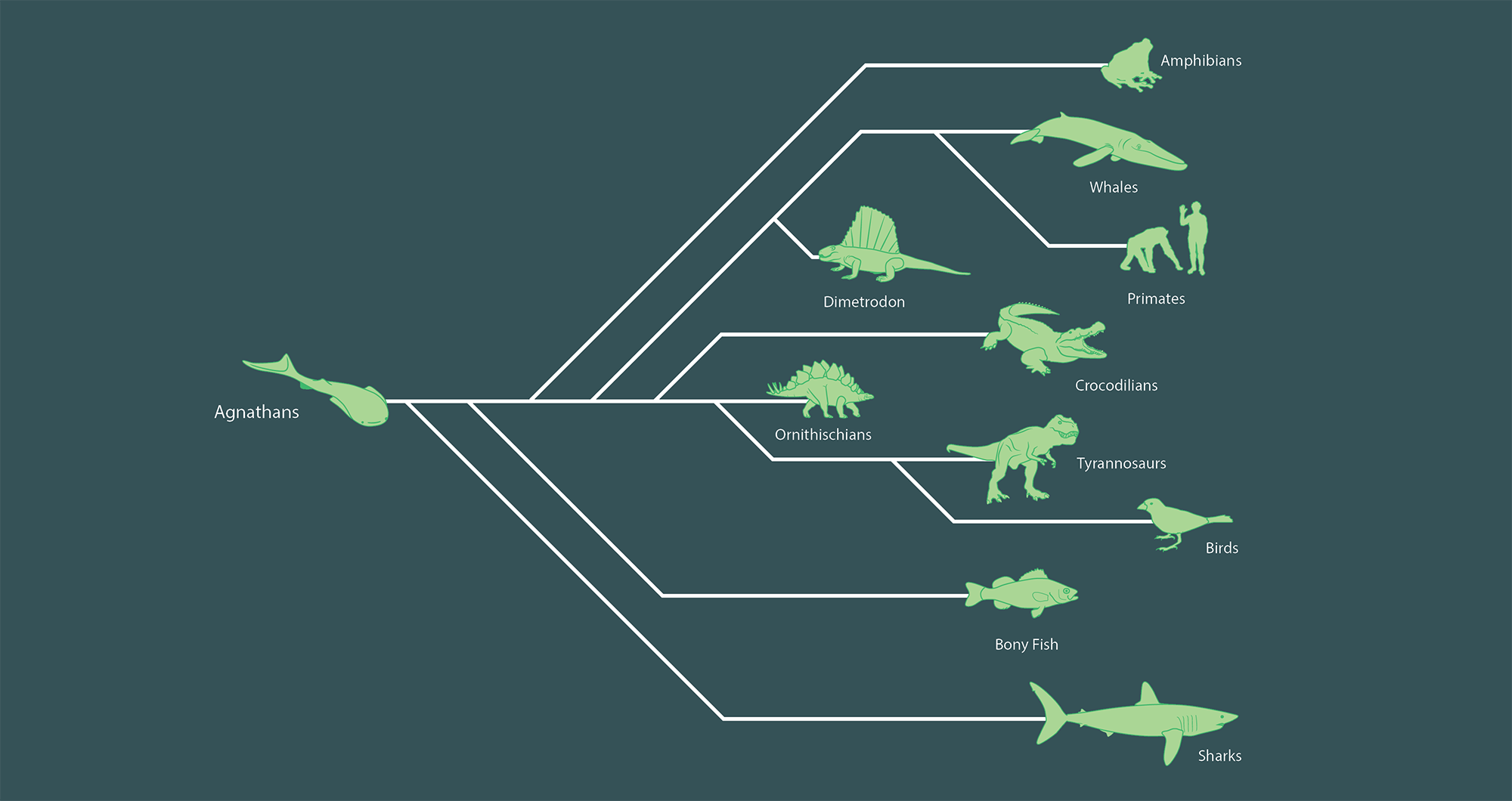 The ancient ones - The Australian Museum