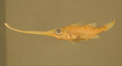 Alcock’s Spikefish - The Australian Museum