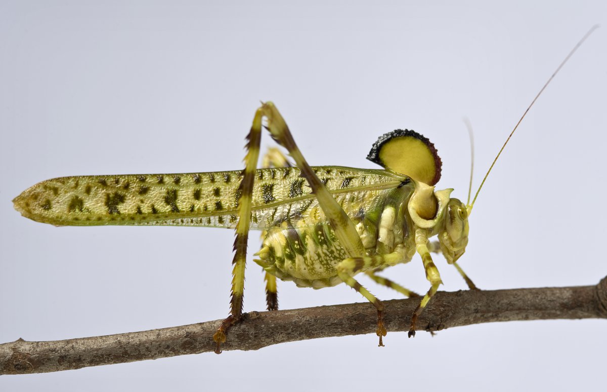 Crested Katydid collected from Queensland - The Australian Museum Blog