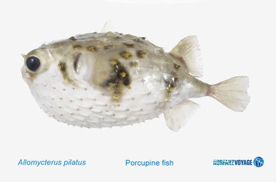 Australian Burrfish, Allomycterus pilatus Whitley, 1931 - The ...