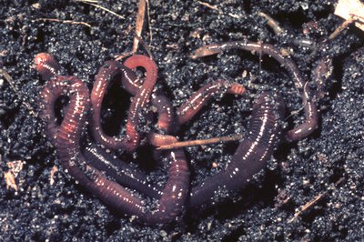 Worm-farming: Nature's little fertilisers - The Australian Museum