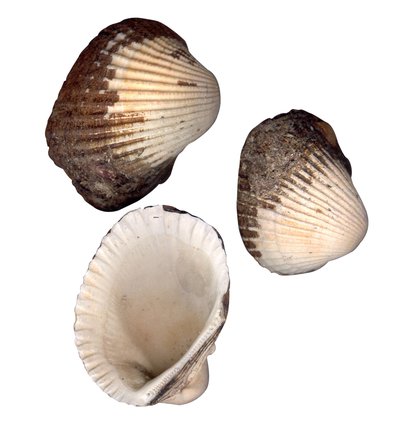 Sydney Cockle - The Australian Museum